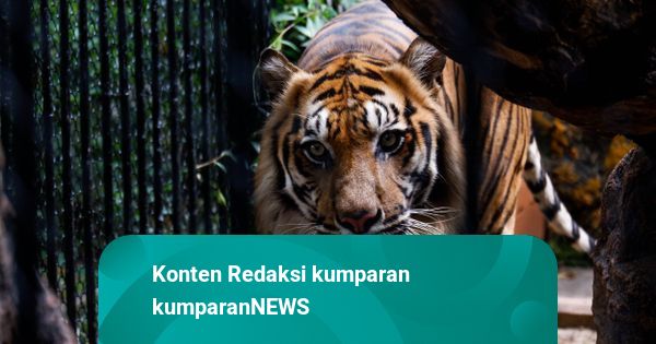 Seekor Harimau Sumatera Terkam Ternak Warga di Aceh Timur | kumparan.com Seekor Harimau Sumatera Terkam Ternak Warga di Aceh Timur | kumparan.com